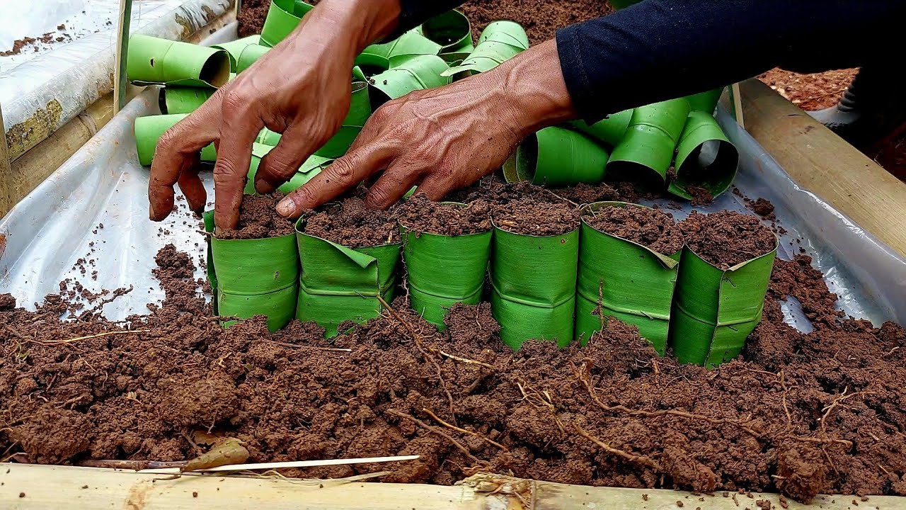 Making Nurseries and Seed Trays from Leaves for Gardening | RE Life ...