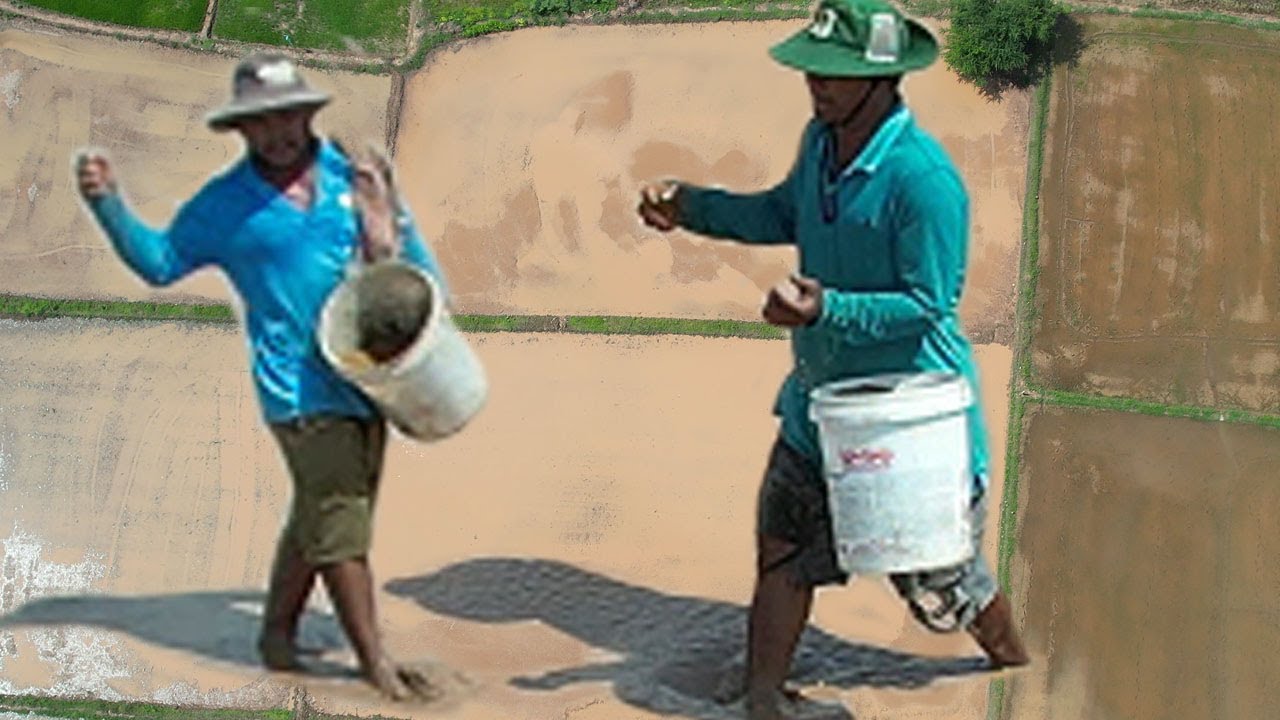 The Nice View of countryside-Farmers' activities in dry rice farming ...