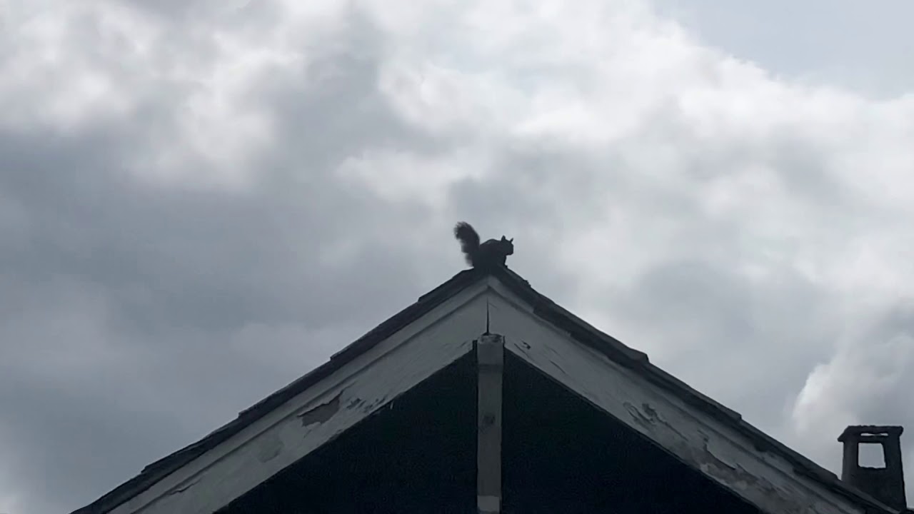 Two tone squirrel dances the jig - YouTube