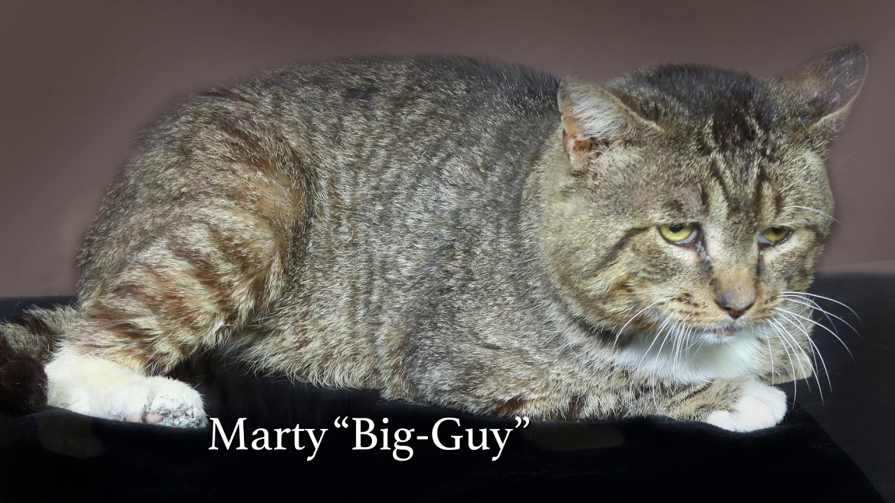 Quigley's Shelter Pets Introduction - YouTube