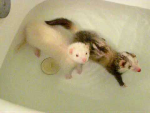 ferrets having a bath - YouTube