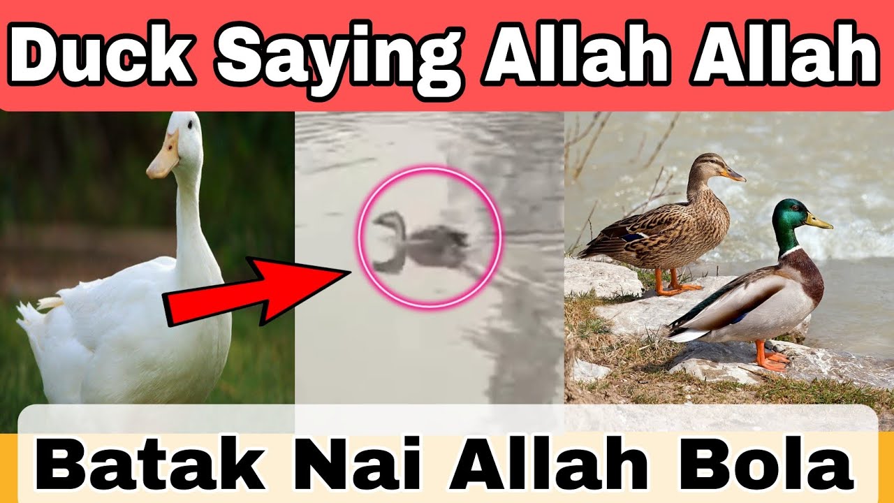 Duck Saying Allah Allah | Batak Nai Ye Kya Kiya Sab Hairaan Hogai ...