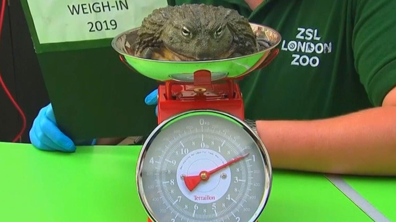 These Zoo Animals Tip the Scales at Weigh-In - YouTube