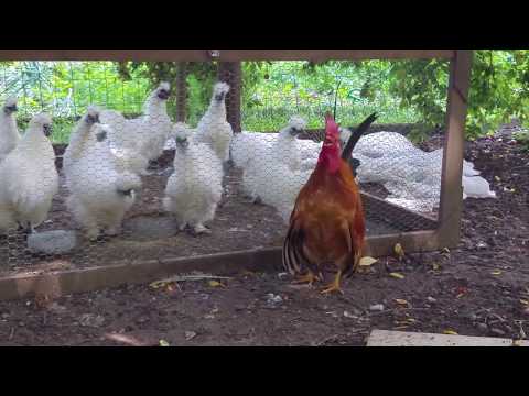 Super Fast Chicken Sounds - It's Going 2 Fast - Rooster Crowing 100% ...