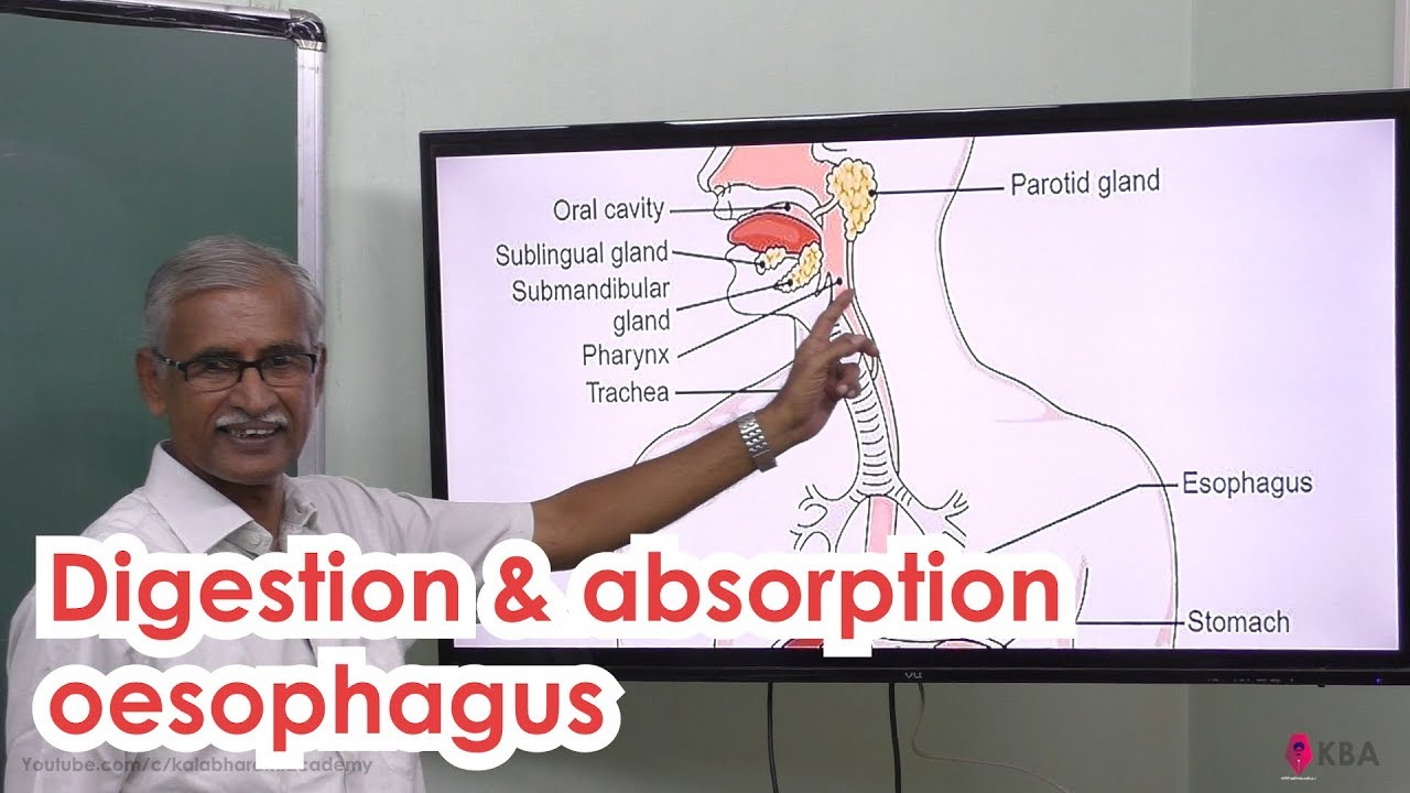 4.Zoology | Digestion & Absorption | oesophagus - YouTube