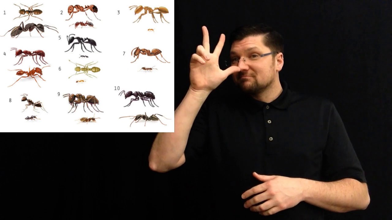 ASL Animals Pets Voc Unit YouTube asl-animals-pets-voc-unit-youtube