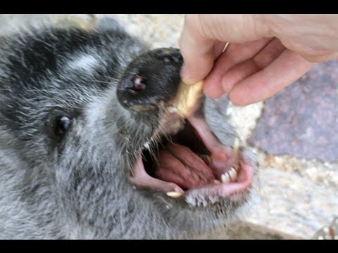 Farmer Eaten by Pigs: Can a pig eat a human?