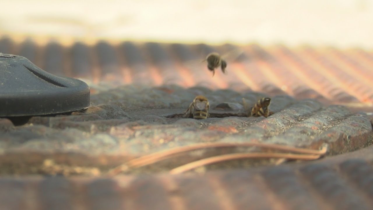 Family's water meter box taken over by honey bees - YouTube