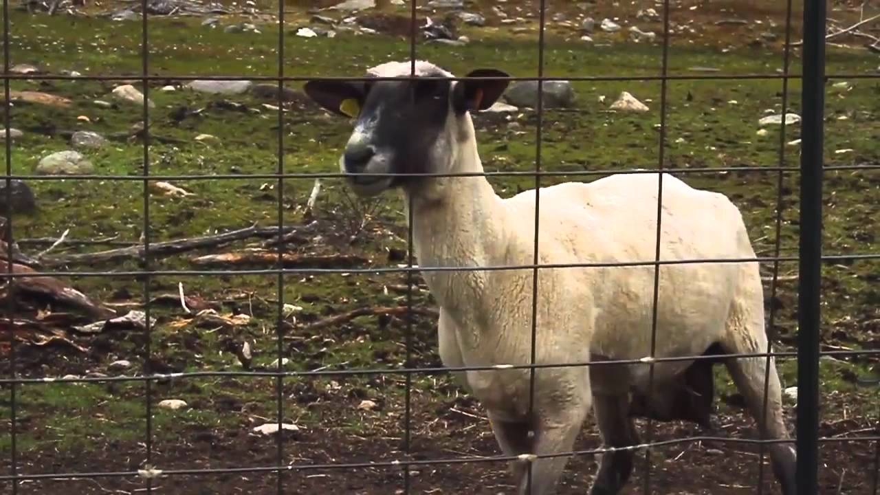 Screaming Sheep and Fainting Goats - YouTube