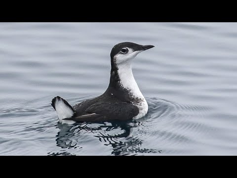 Annihilating the Big Year Record in less than 7 Months! - YouTube