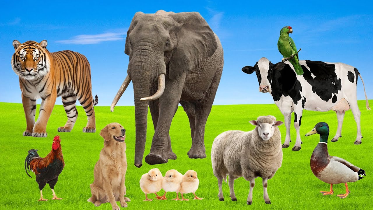 Life of Wild Animals: Tiger, Monkey, Rhino, Ostrich, Hippo, Elephant ...