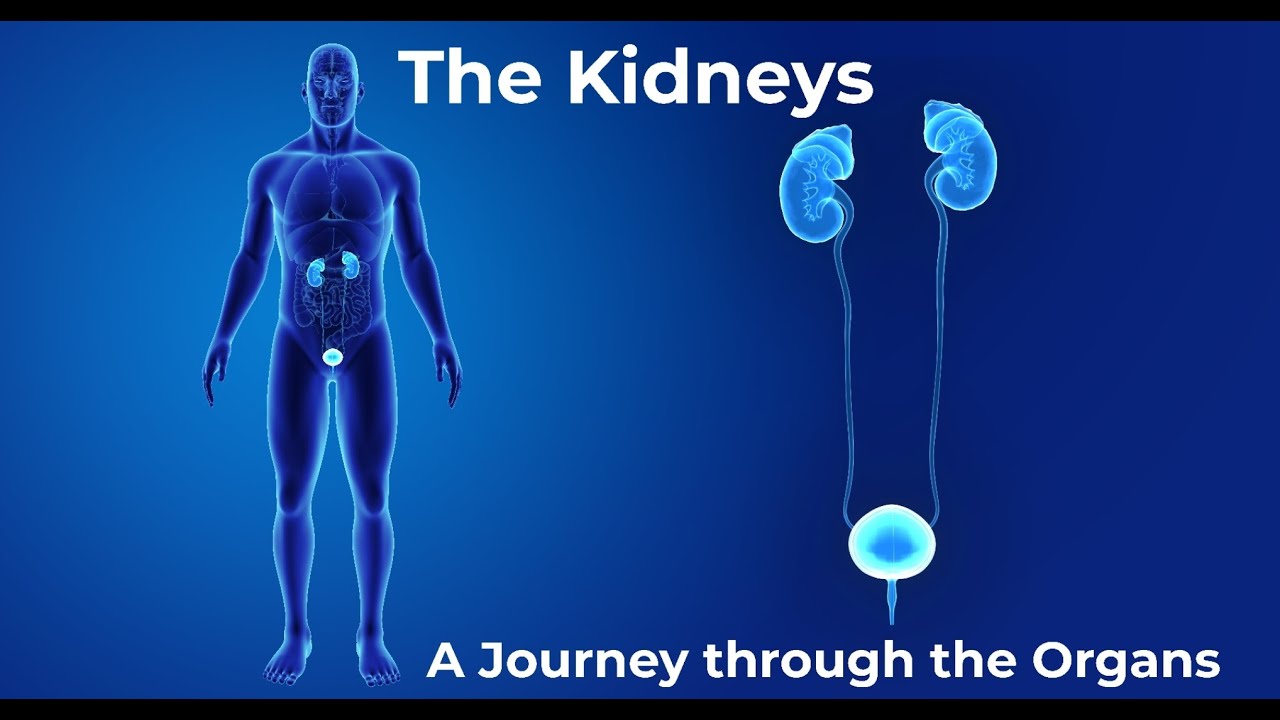 The Kidneys: A Comprehensive Guide to Its Structure and Function - YouTube