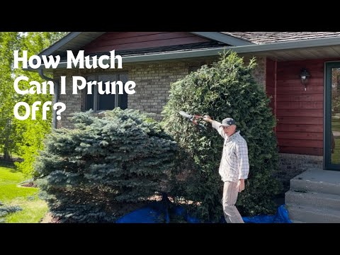How To Trim Blue Spruce On A Standard