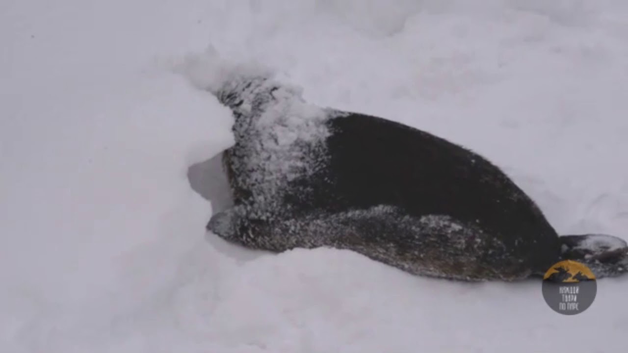 Moment Tangled Seal Saved By Rescuers In City River - YouTube