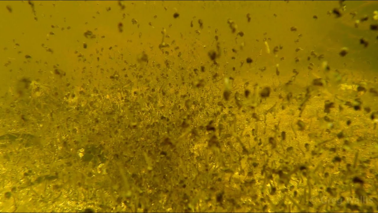 Mosquito wrigglers (larvae and pupae) in a saline rockpool - YouTube