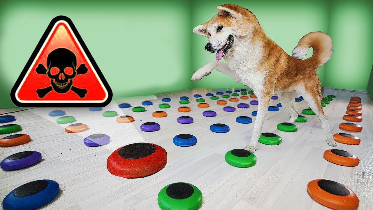 100 BUTTONS VS DOG : All Amazing Challenges - YouTube