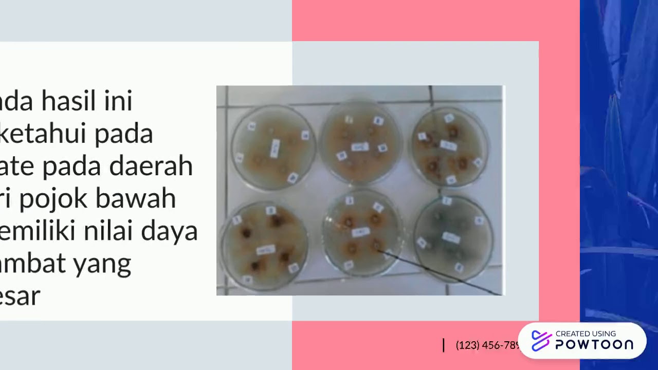 Uji Potensi Antimikroba secara difusi 3 - YouTube