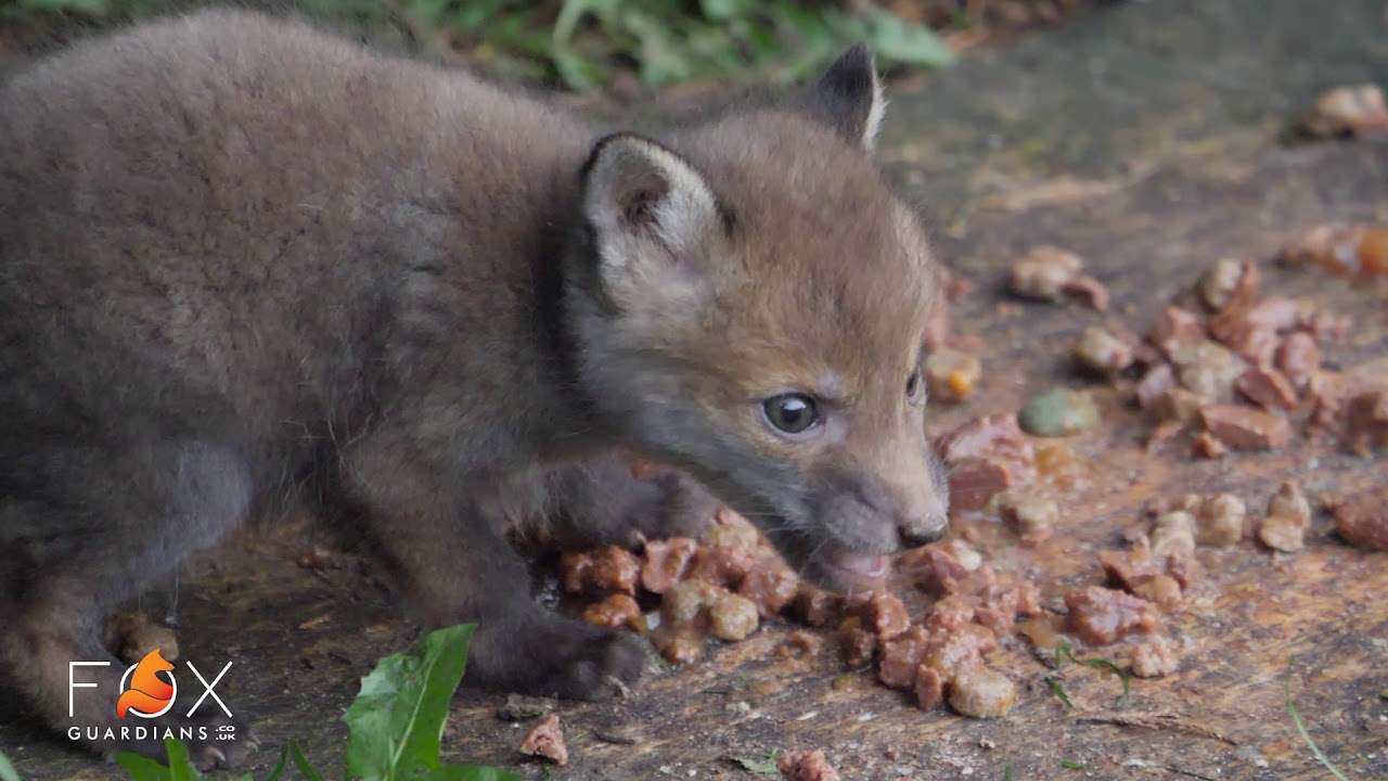 Baby fox eating their first solid meal - YouTube