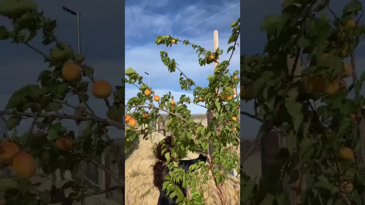 #RanchoAlvarez#Alvarez#chabacanos #apricot # tree - YouTube