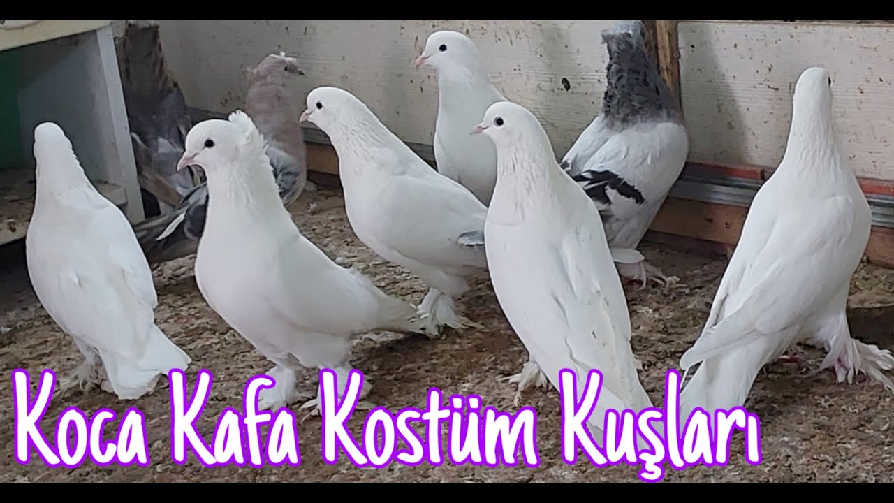 Koca Kafa Kostüm Kuşları. Watsap.545.550.0192 - YouTube