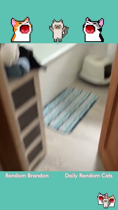 Random Cats Daily n°13 - YouTube