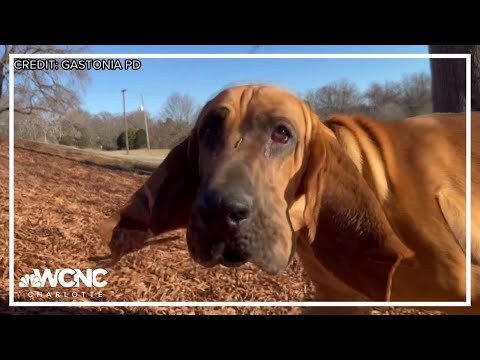 Bo the Bloodhound shines at national Hero Dog Awards - YouTube