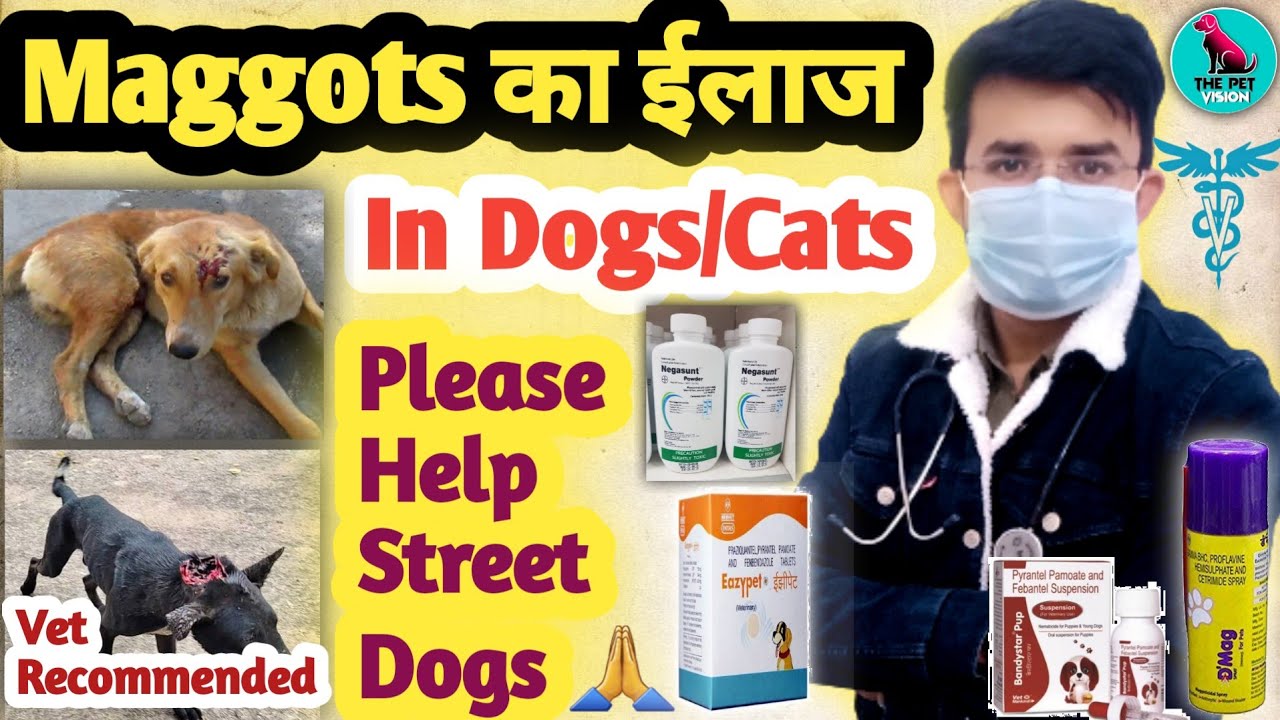Maggots In Dogs Wound || डॉग के घाव में कीड़े 😱 || 100 % Resulted ...