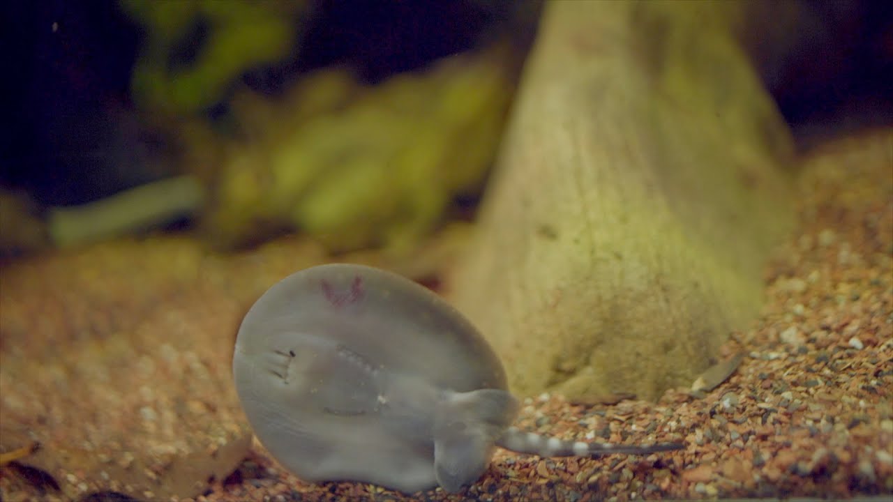 River Ray Pup - YouTube