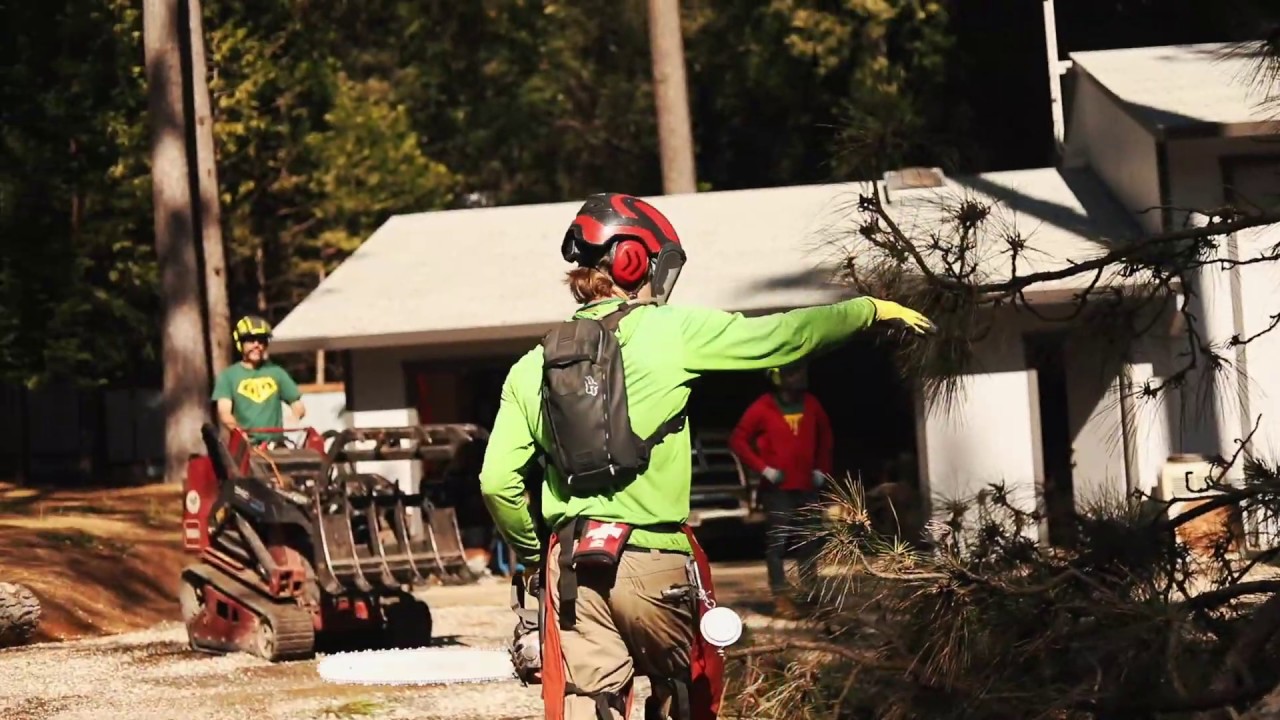 Multiple Large Tree Removal - First Impressions Tree Service - YouTube