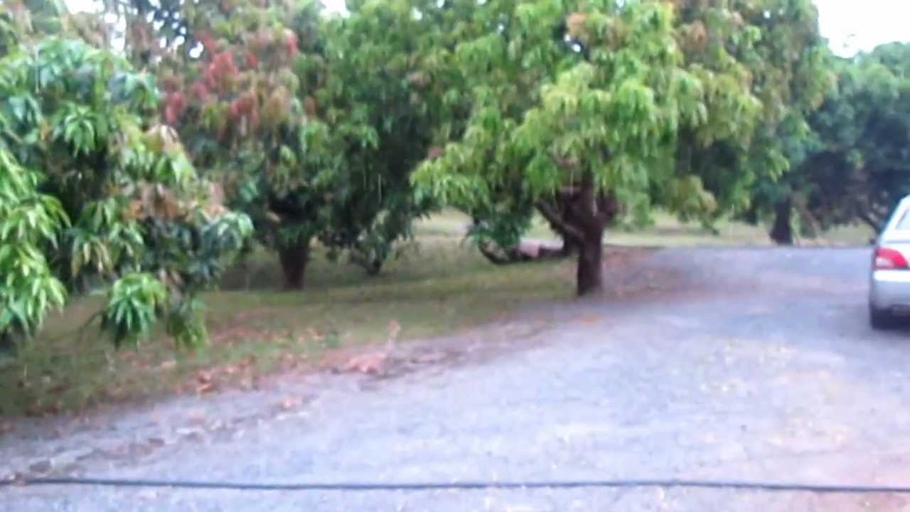 Ladang Mempelam Sala, Kg. Baru Panggas, Chuping, Perlis Darul Sunnah ...