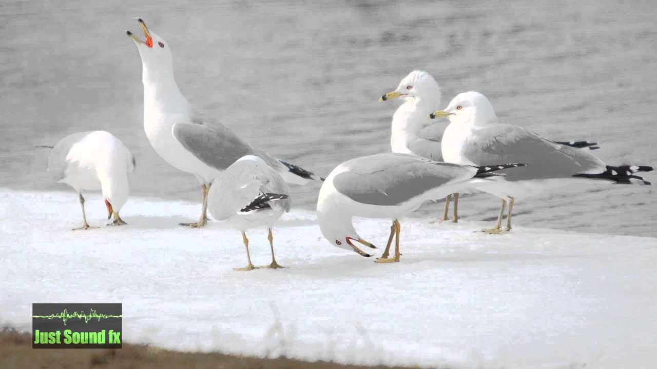 group of seagulls sound - YouTube