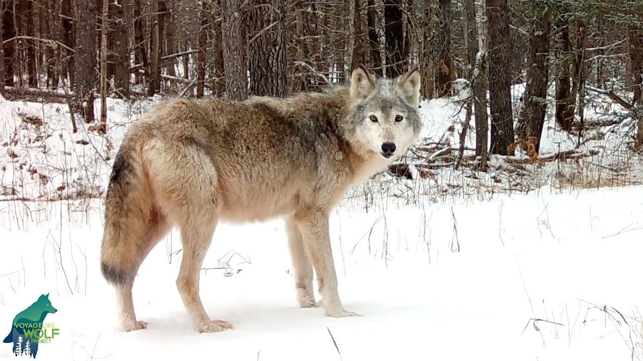 The Birch Bark Pack: some old, grizzled wolves - YouTube