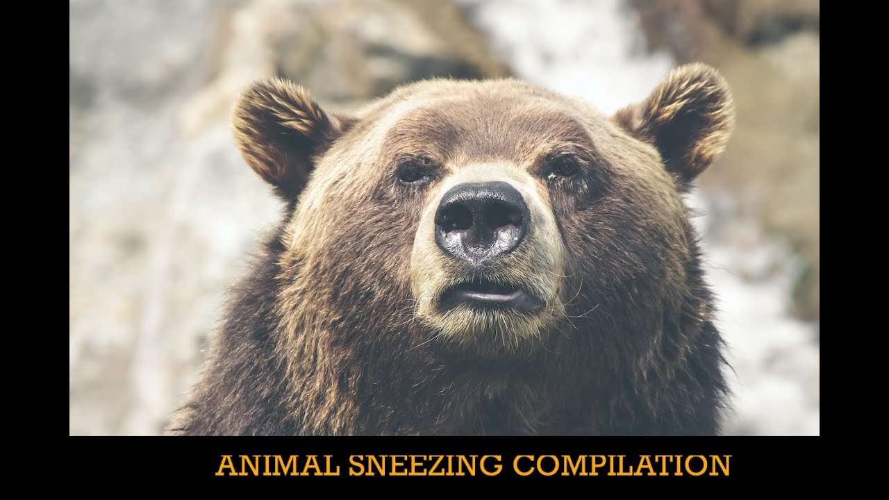 FUNNY ANIMAL SNEEZING COMPILATION - Funny and cute animal video: funny ...