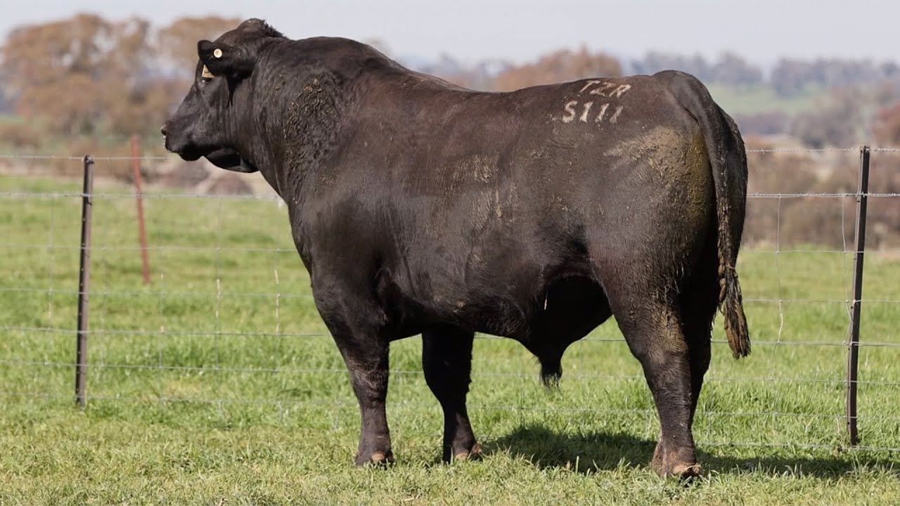 Lot 11 BIE21S111 Onslow Angus 2023 - YouTube