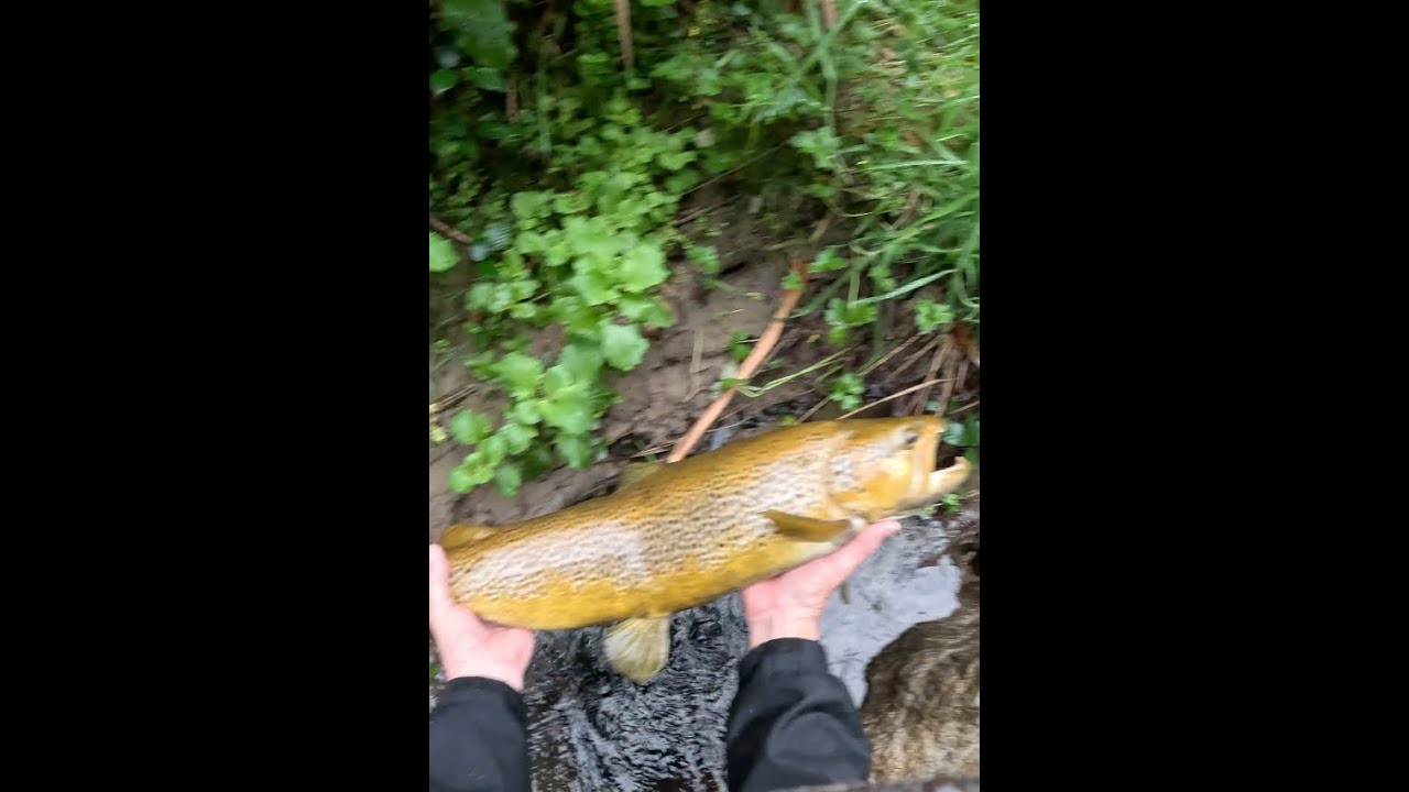 A monster 28” 8lb wild brown trout in an amazing tiny spring creek. Fly ...