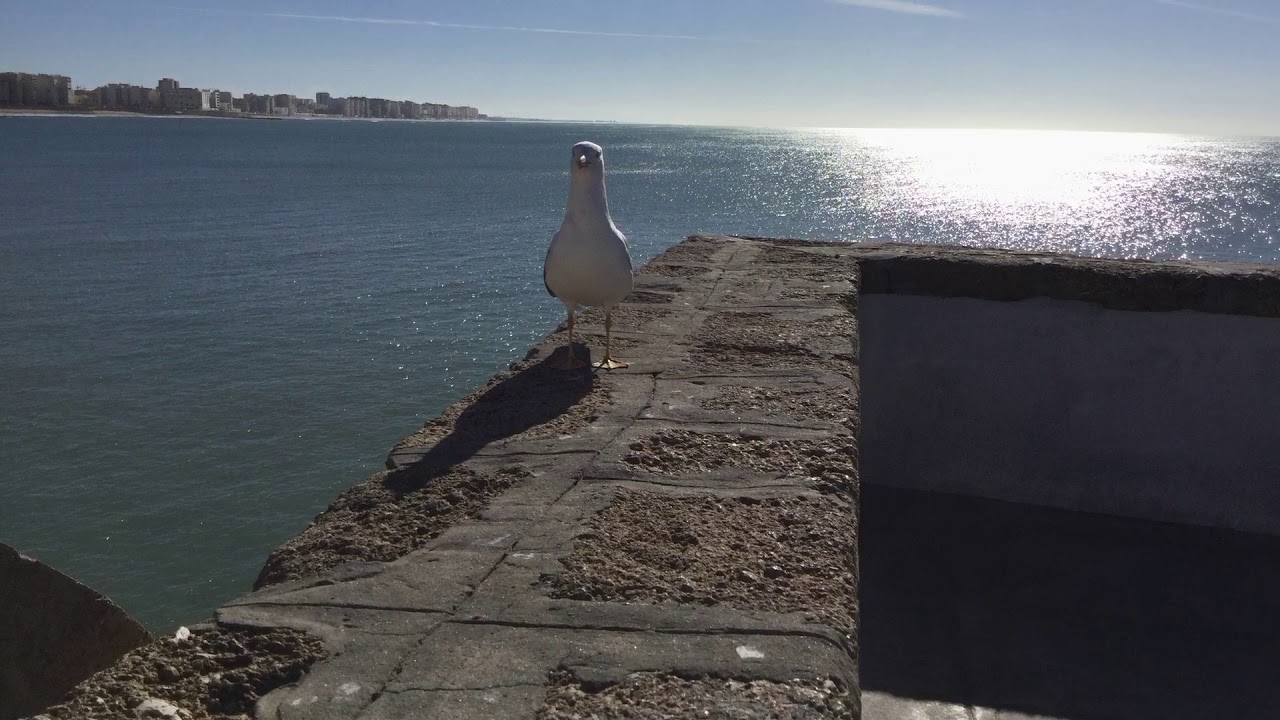 Il colombre (Dino Buzzati) - YouTube