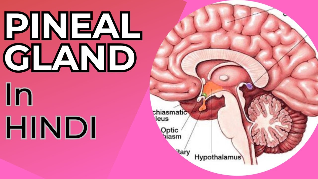 Anatomy and physiology of pineal gland | hormones secreted by Pineal ...