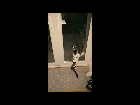 jomp cat boing boing