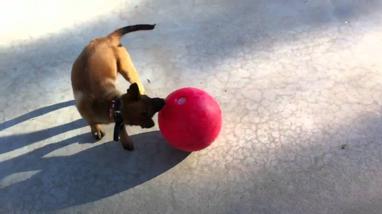 Puppy Training - Diary Episode #11 - Keeping Your Puppy Entertained ...