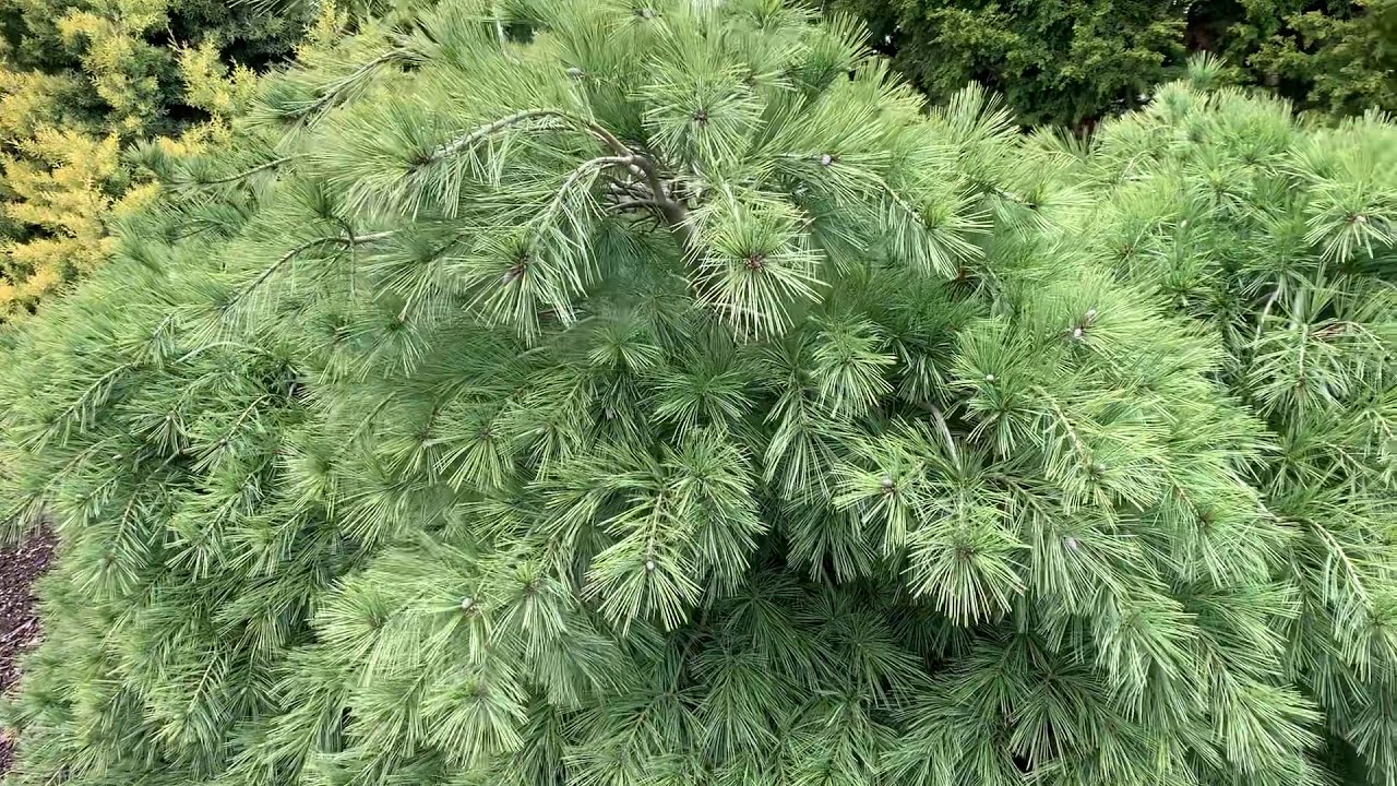 Pinus strobus ' Ground Hugger ' Creeping Eastern White Pine April 2 ...