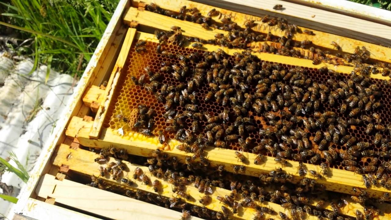 Moving queen cells to new hive - YouTube
