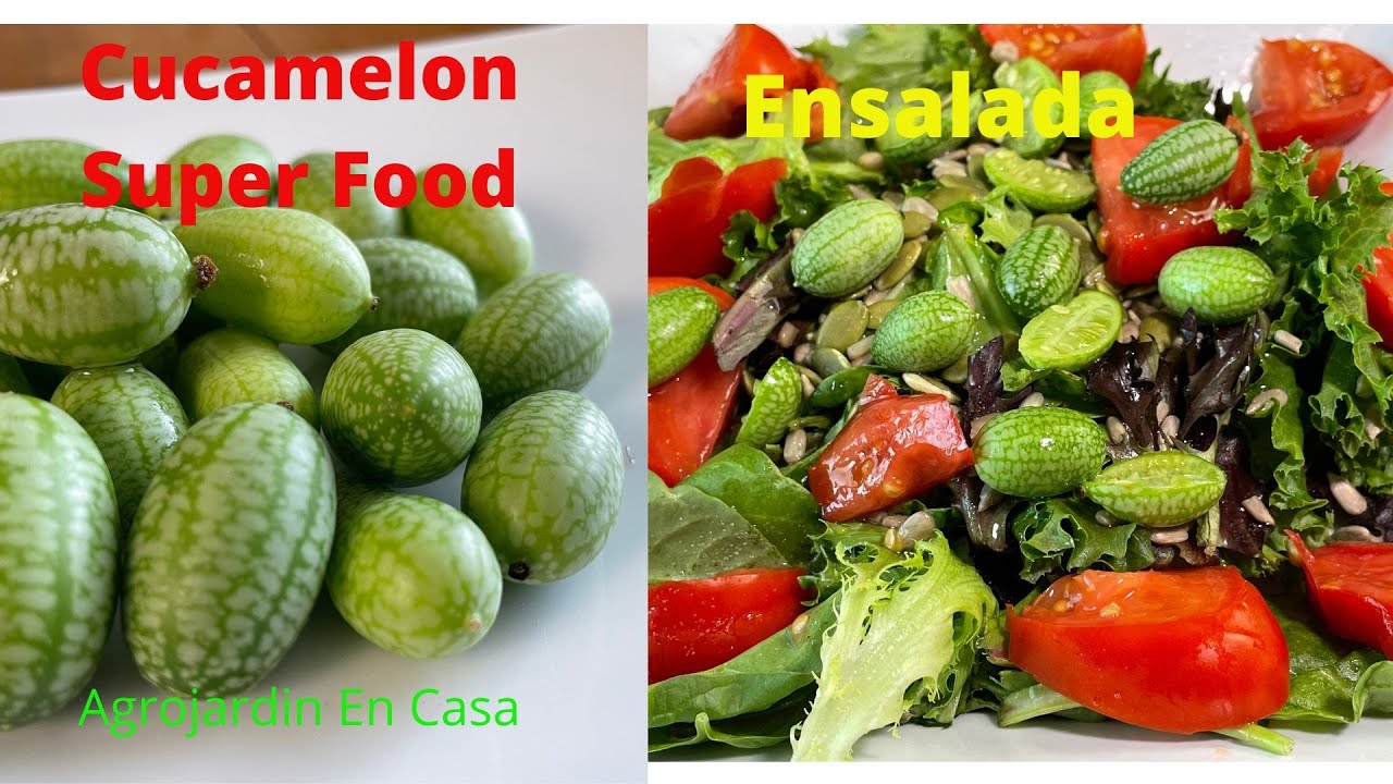 Cucamelon Que Es? Nuevo Super Food. #ensalada - YouTube