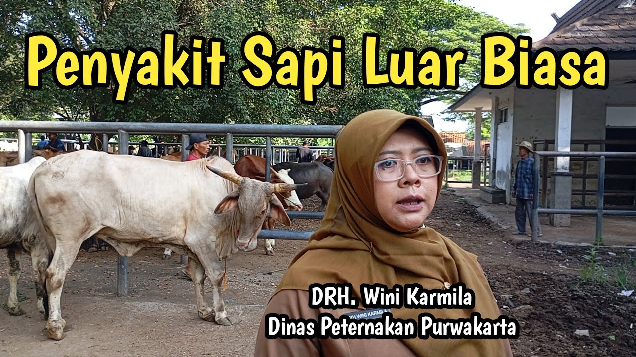Penyakit Sapi Luar Biasa Pasar Hewan Purwakarta Senin 6 Januari 2025 ...