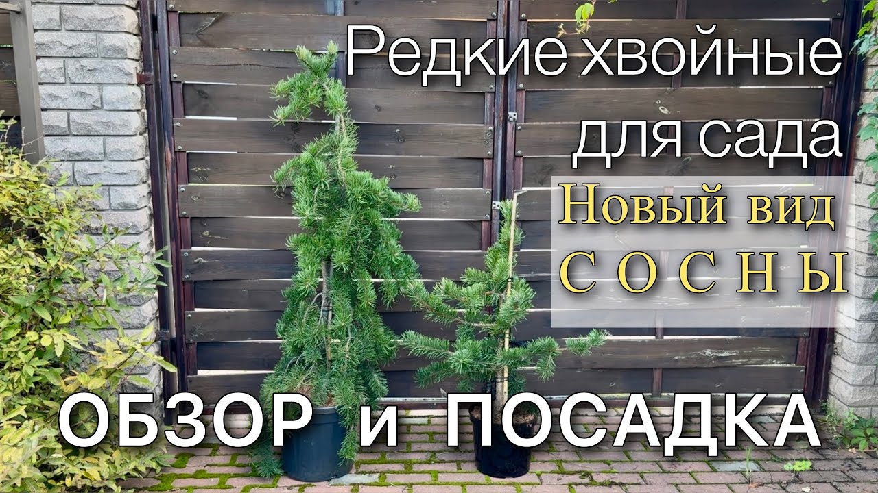 Хвойные новинки для сада! Сосны Банкса Редкие карликовые сорта Uncle ...