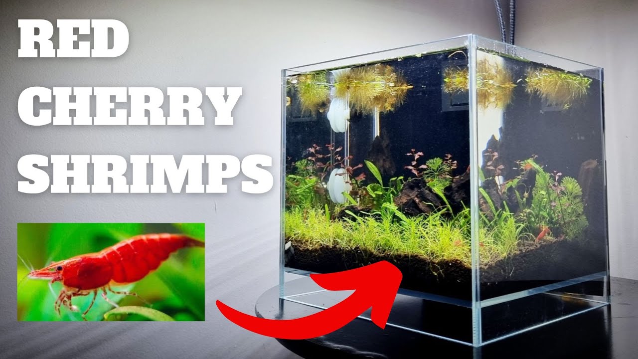 RED CHERRY SHRIMPS AQUARIUM - NEOCARIDINA SHRIMP BREEDING - YouTube
