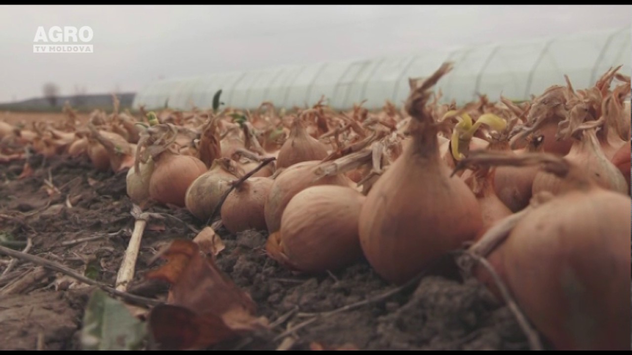 Cultivarea cepei din arpagic, cea mai răspândită tehnologie - YouTube