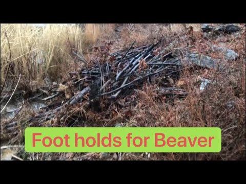 Basic Beaver Trapping- Foot Holds and Drowning Cable - YouTube