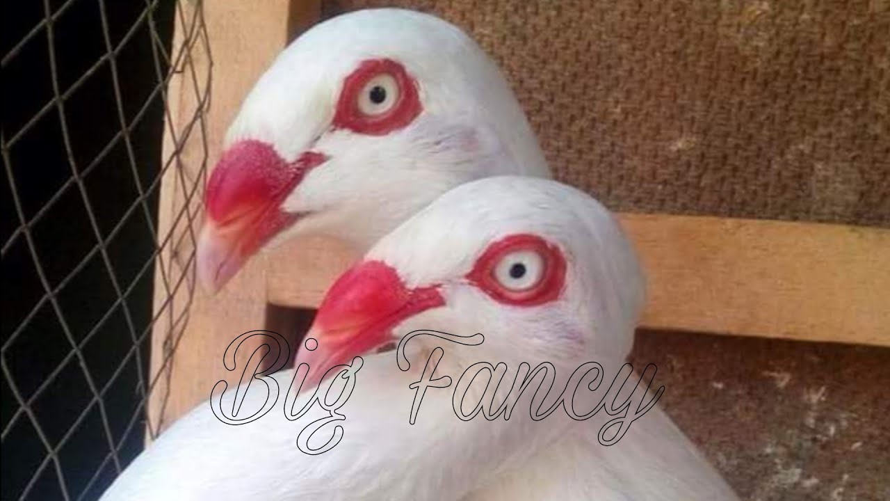 BEST AND BIGGEST colorful Fancy Pigeon Breeding |Most Beautiful Pigeon ...