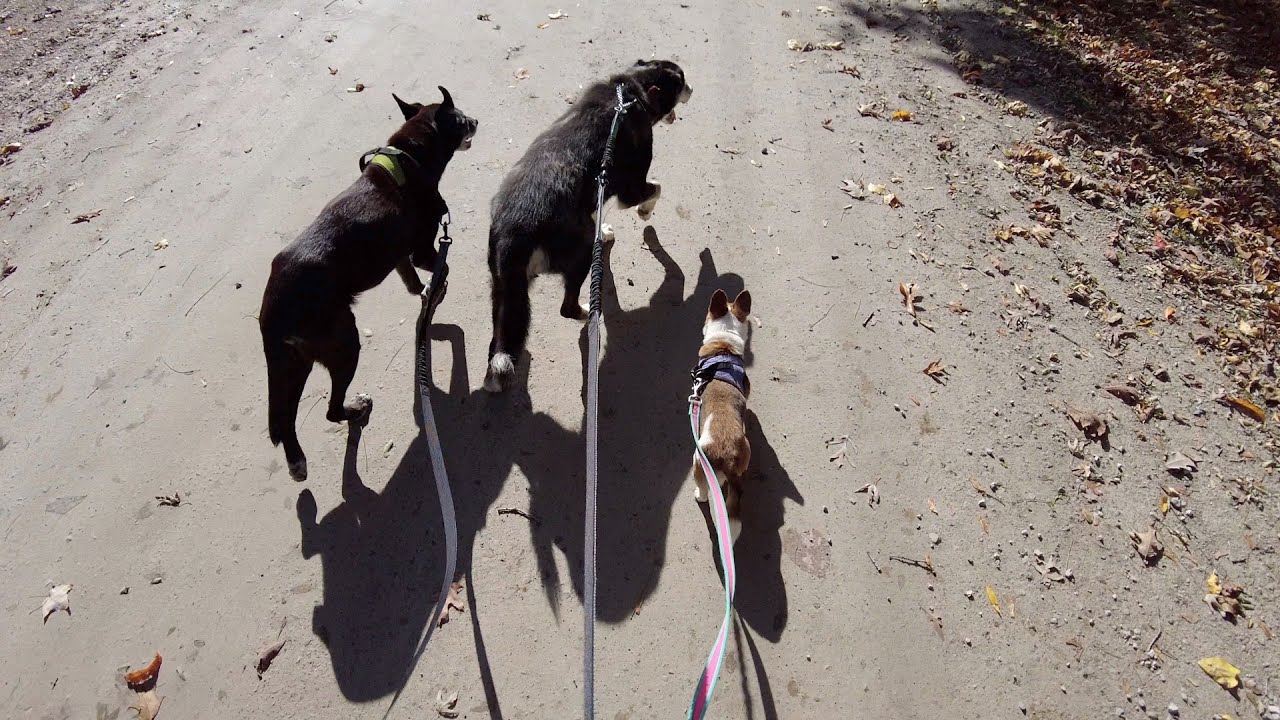 Autumn Walk with the Fuzz Crew 🐾 ️🍂 - YouTube