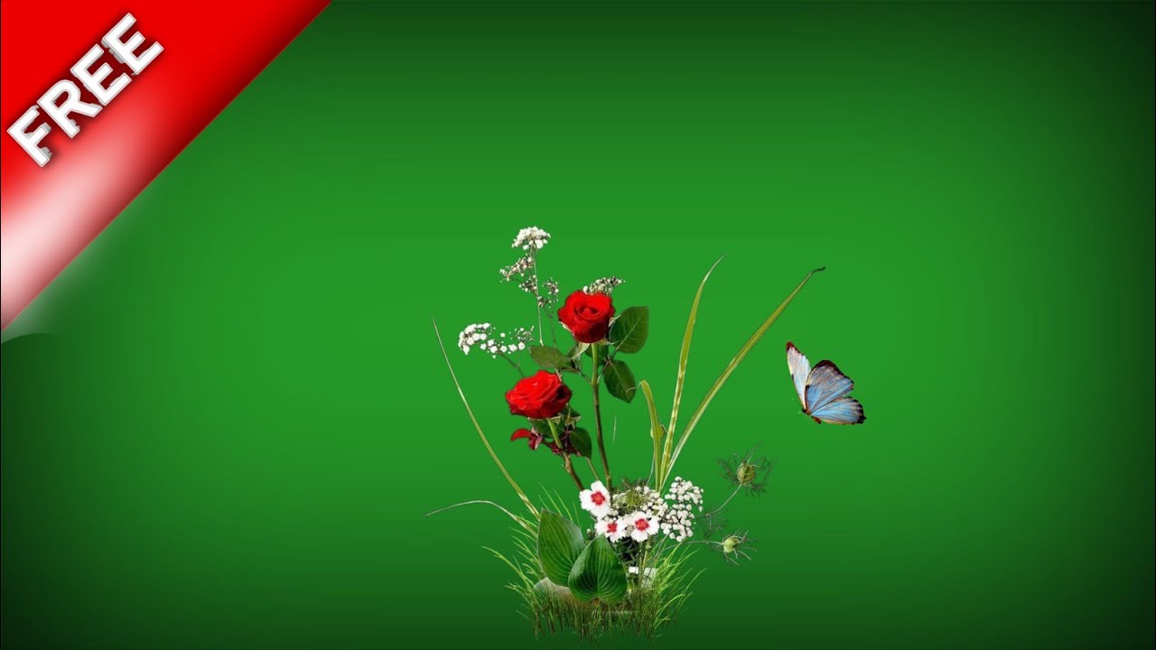 rose green screen status | flower animation green screen free hd ...